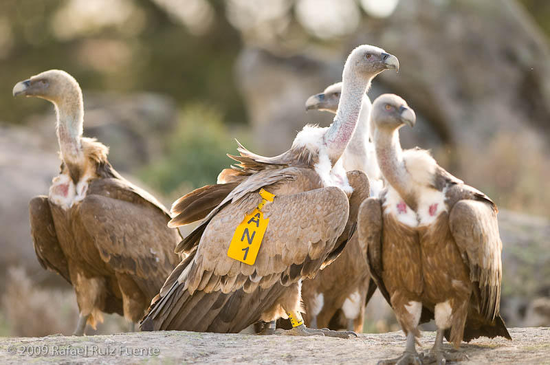 Aves de Extremadura: BUITRE LEONADOS MARCADOS VISTOS EN EXTREMADURA